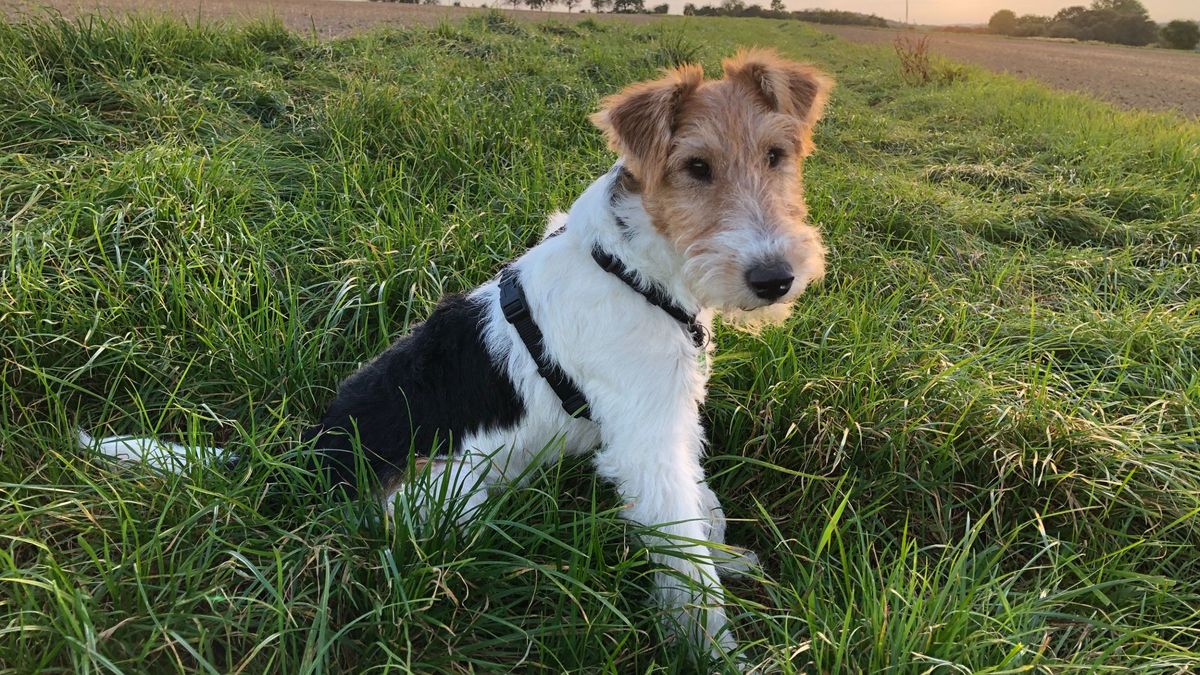 11 wire-haired dog breeds and how to care for their coats | PetsRadar