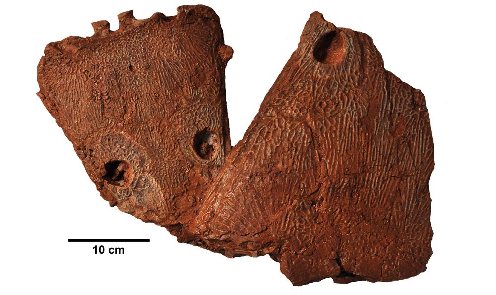 In Photos: Giant Amphibian Ruled Ancient Rivers | Live Science