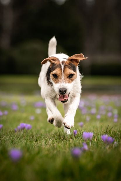 Jack Russells: Feisty, funny, and the first dog in history to inspire a ...