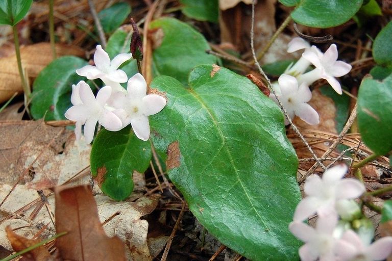 Mayflower Plant Info - Learn About The Trailing Arbutus Wildflower ...