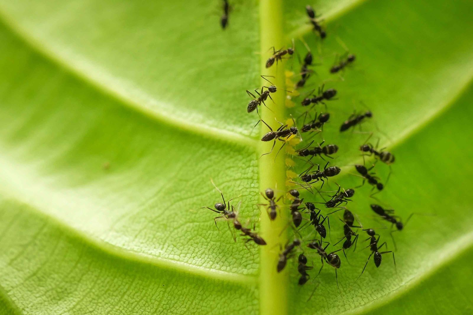 How to get rid of ants: repel these insects from your home and garden ...