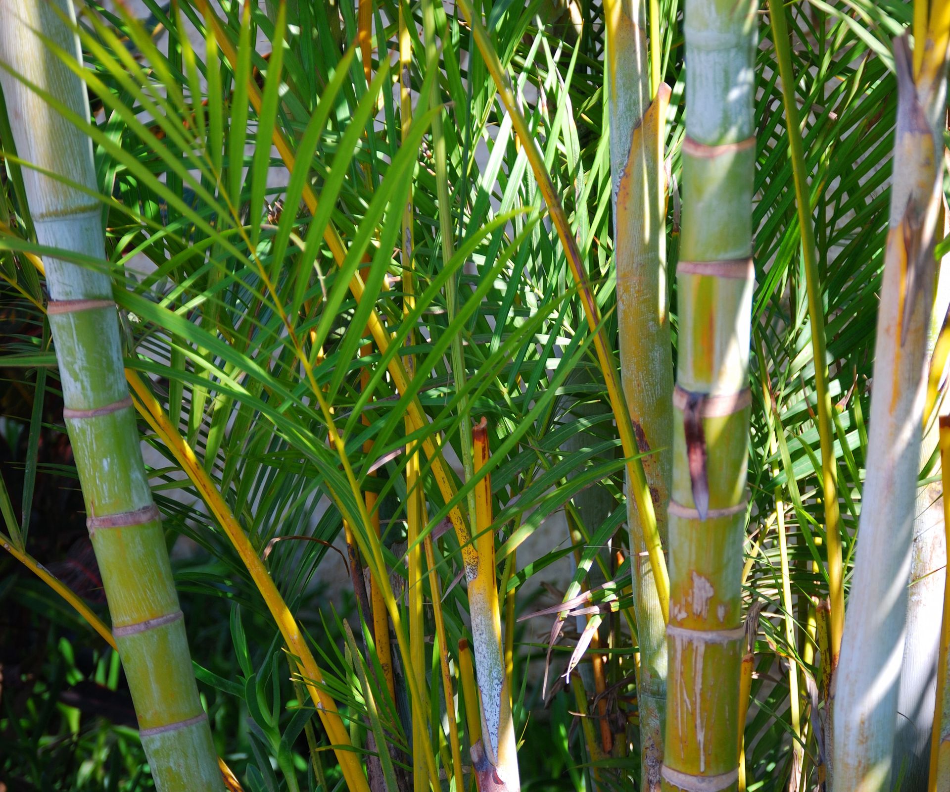 Invasive hedge plants to avoid and what to grow instead | Homes and Gardens