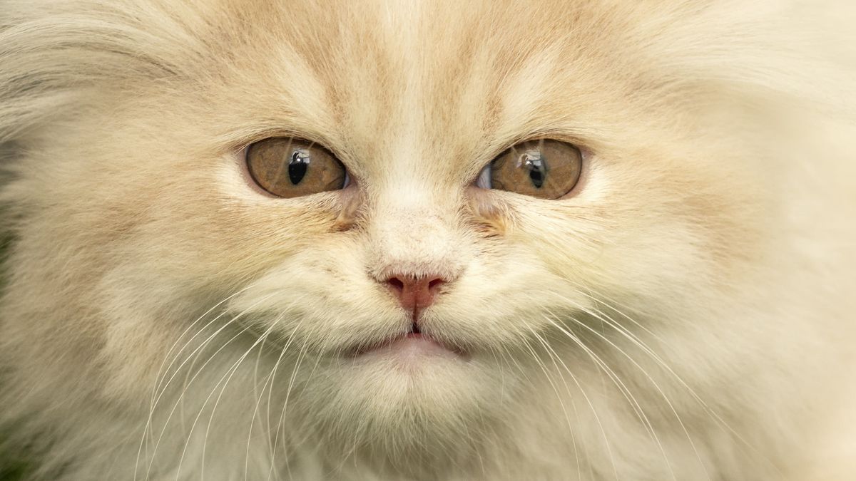 32 reasons to love Persian cats | PetsRadar