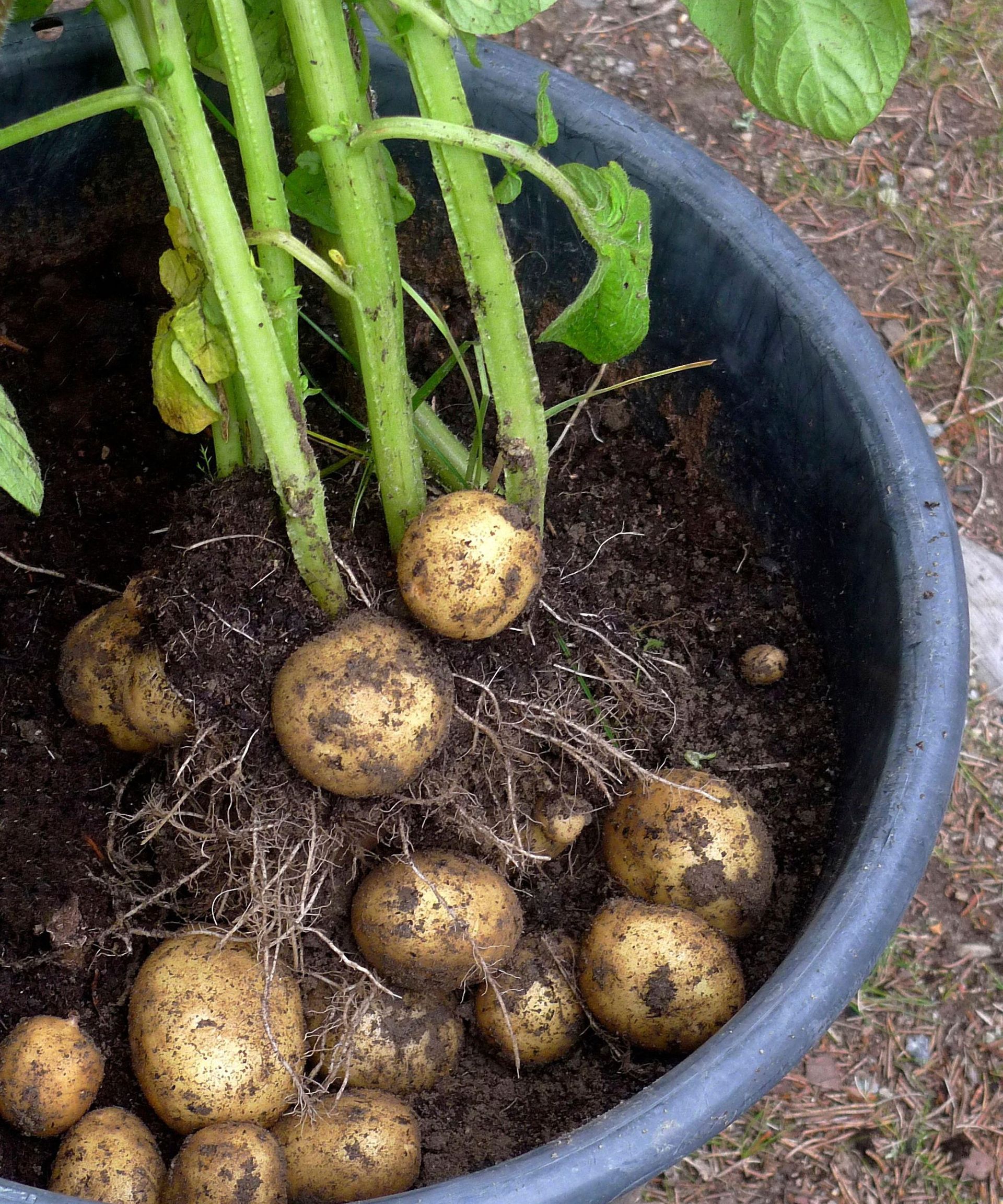 How to grow potatoes indoors: tips for year-round harvests | Homes and ...