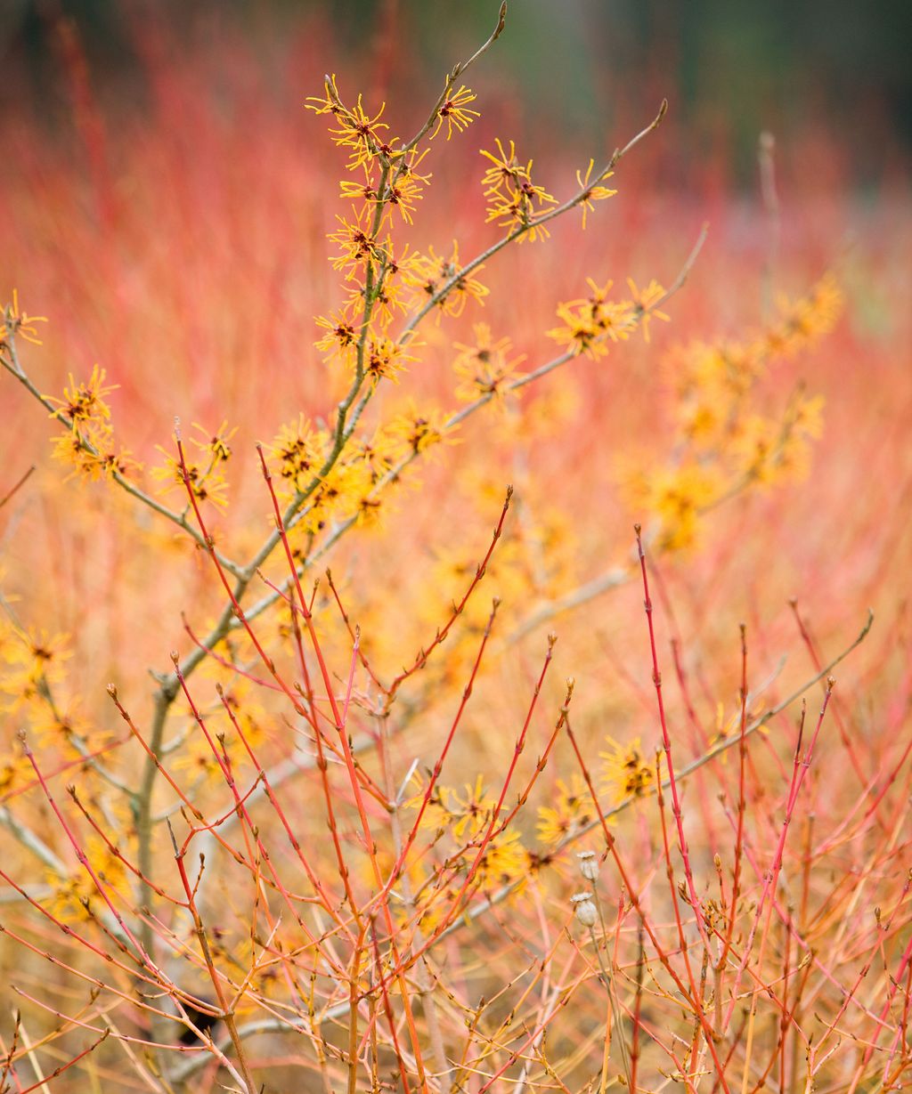 Witch Hazel plant care and growing guide | Homes and Gardens