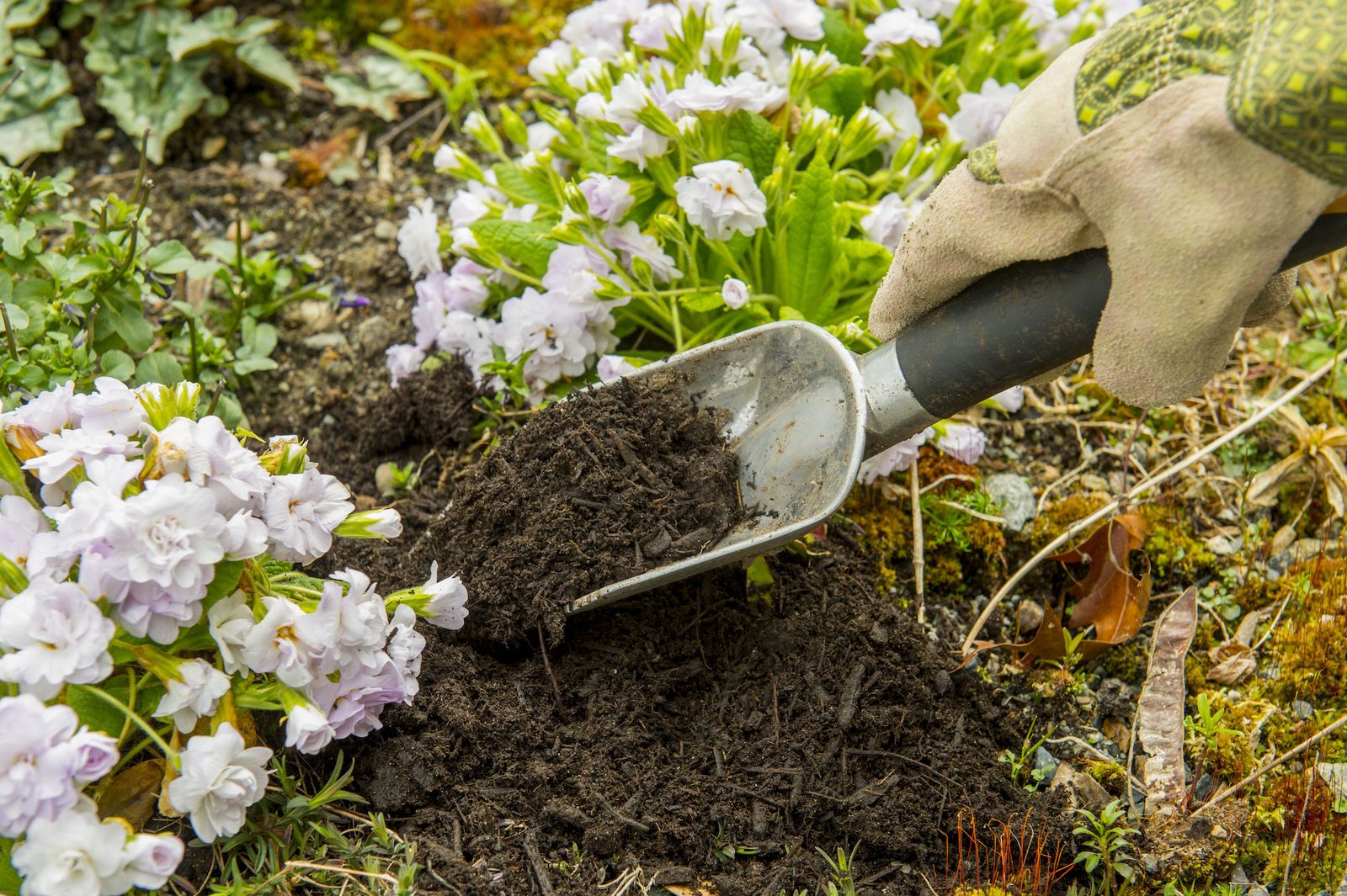 Why I wanted a wormery for compost – and how it's transformed my veg ...