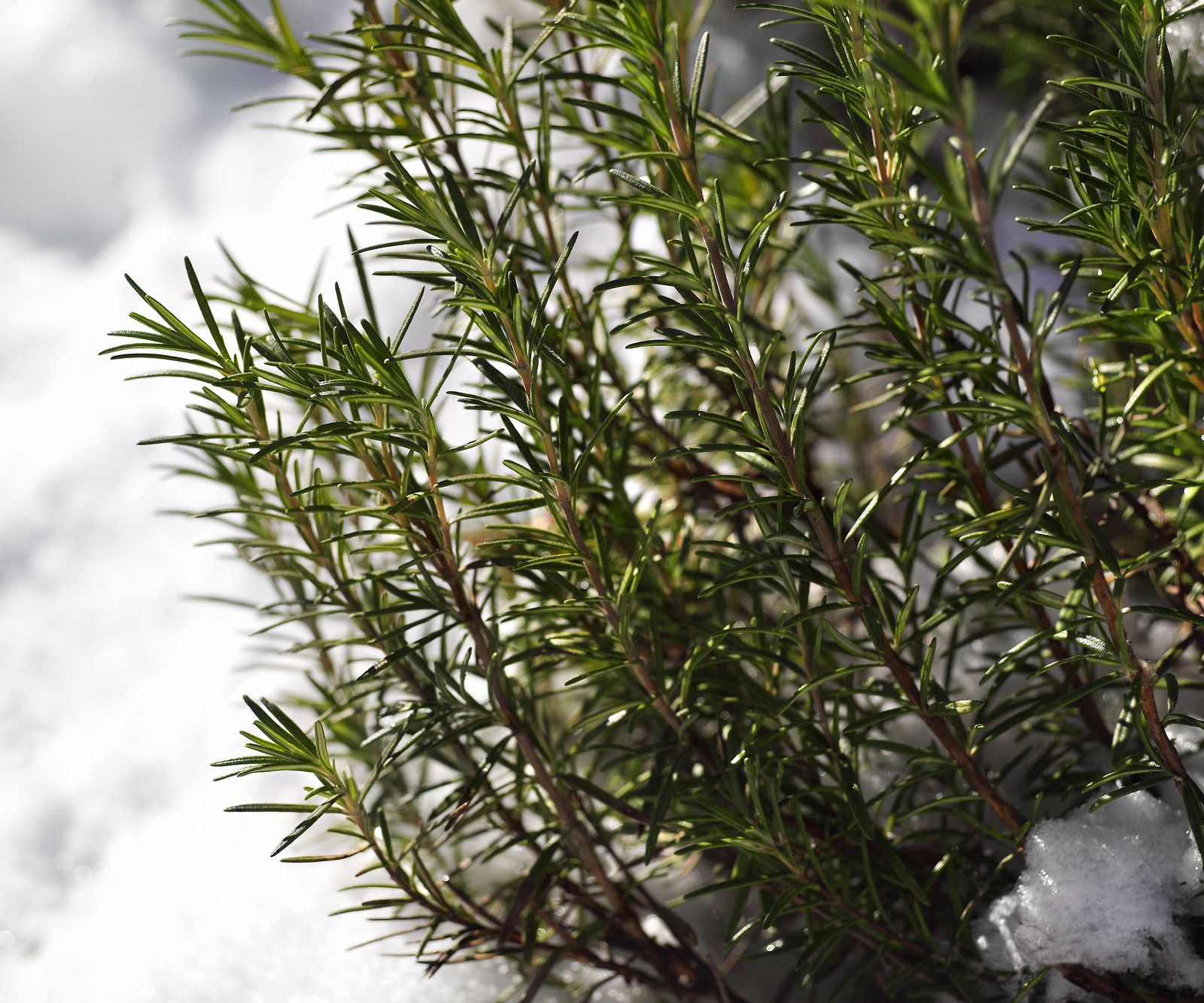 How to dry rosemary: with expert herb storing advice | Homes and Gardens