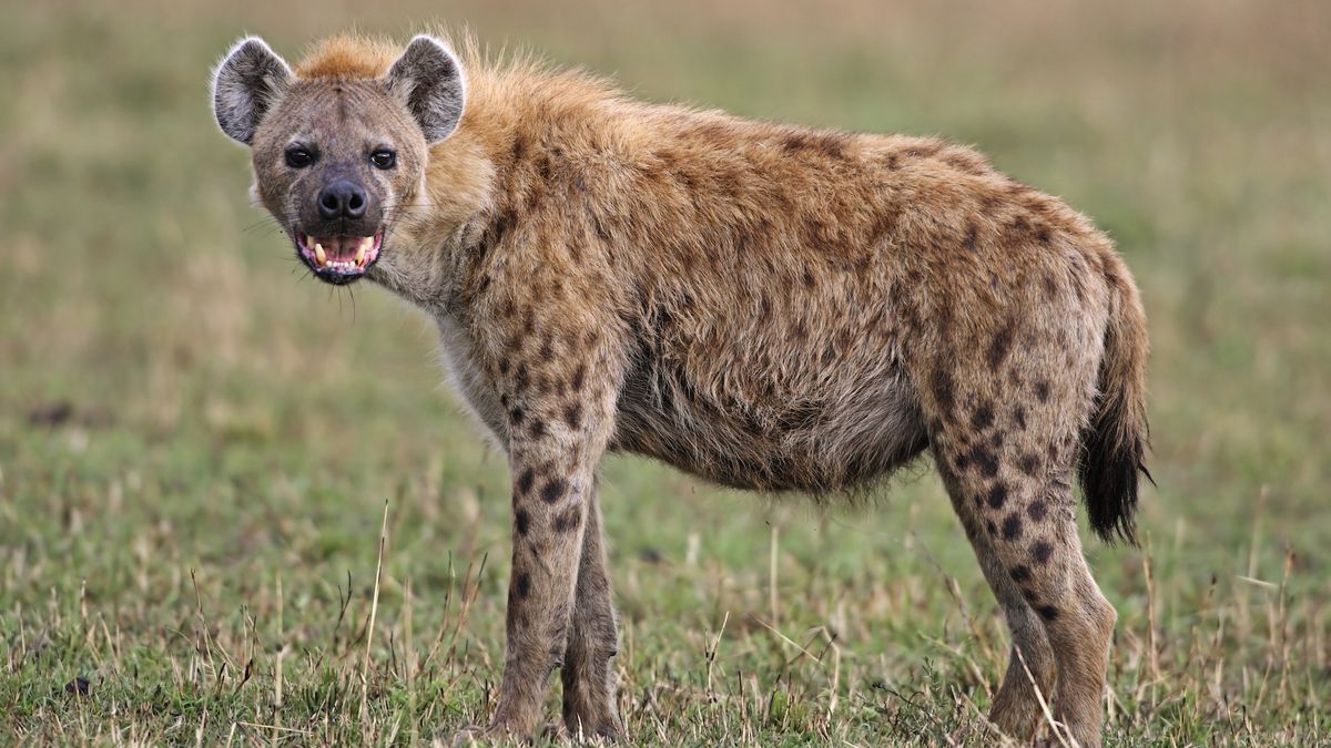 32 of the loudest animals on Earth | Live Science