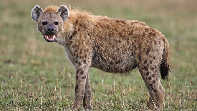 32 of the loudest animals on Earth | Live Science