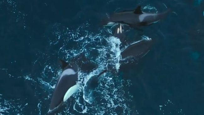 Brutal footage shows orca mom and son team up to drown another pod's calf | Live Science