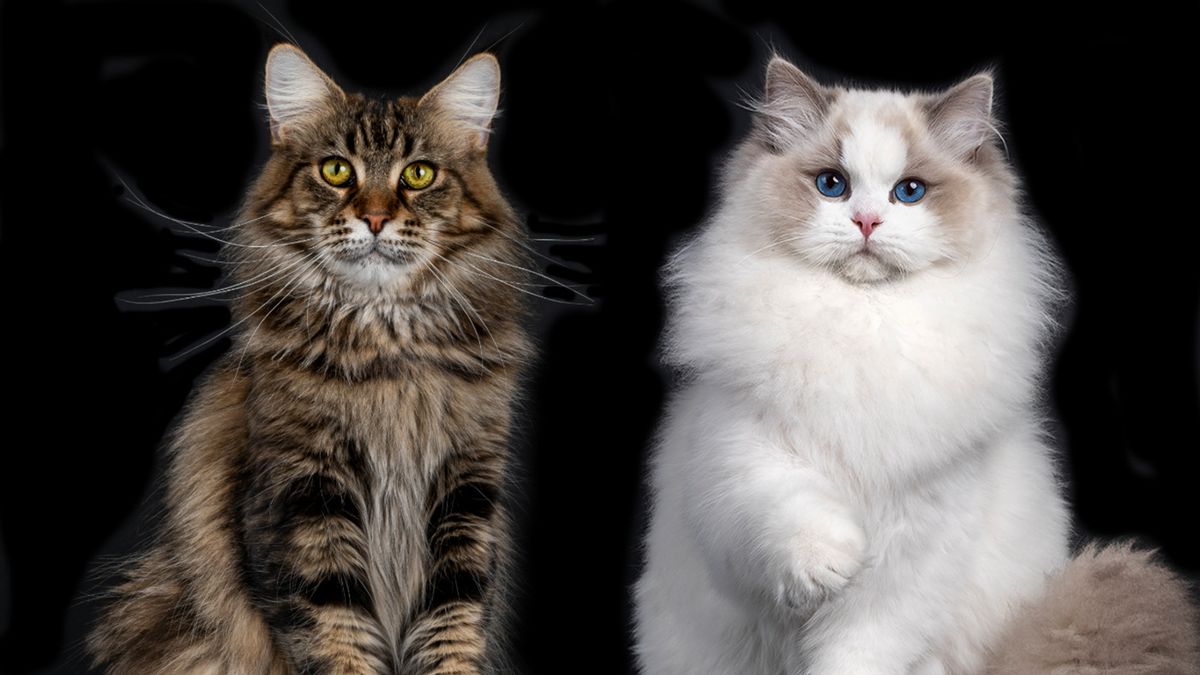 Maine Coon vs ragdoll: Full breed comparison | PetsRadar