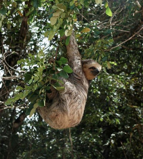 How Sloths Hang Upside Down Without Getting Tired | Live Science