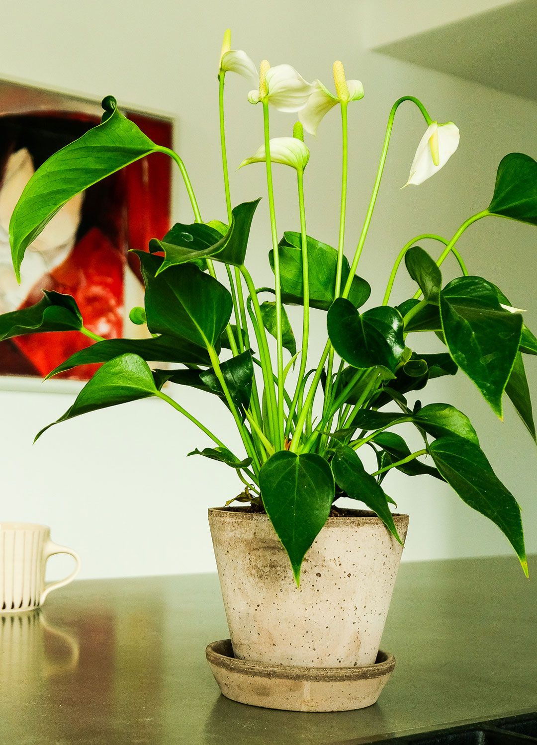 How to care for a peace lily indoors – an expert guide | Woman & Home