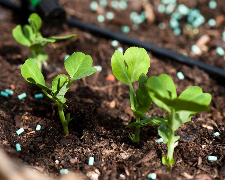 Metaldehyde slug pellets ban comes into force today | Gardeningetc