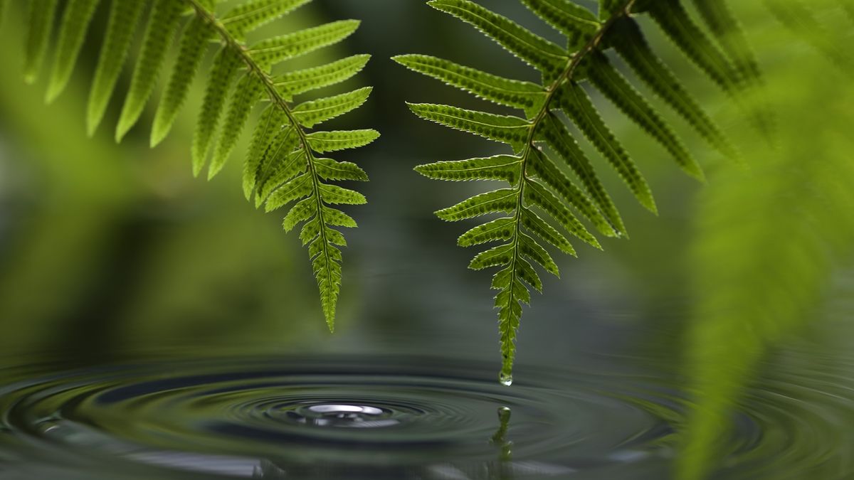 Easy Outdoor Plants with Mythical Origins: 7 to Intrigue You | Homes ...
