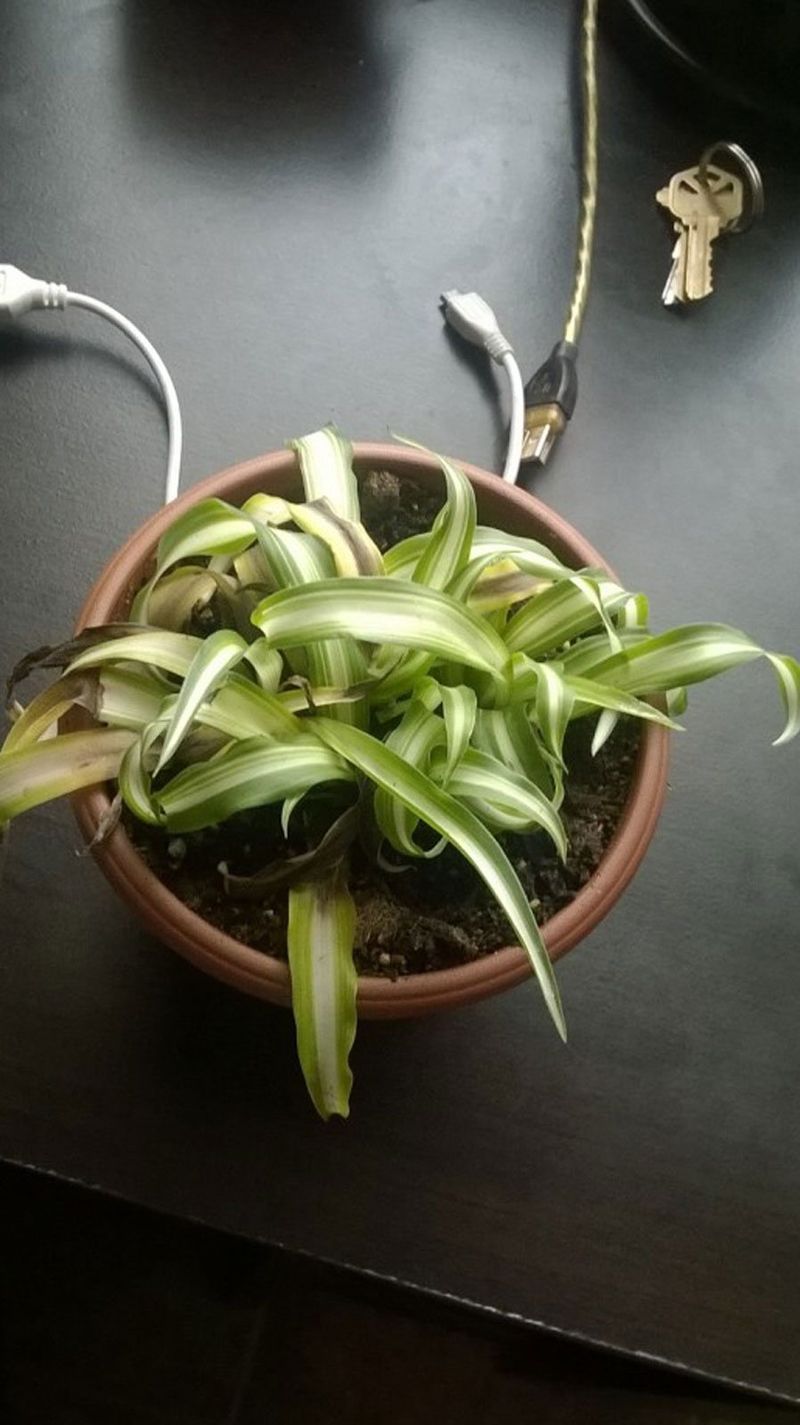 Tips & Information about Spider Plants | Gardening Know How