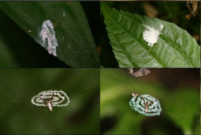 In Images: Spiders Camouflage Themselves as Bird Poop | Live Science
