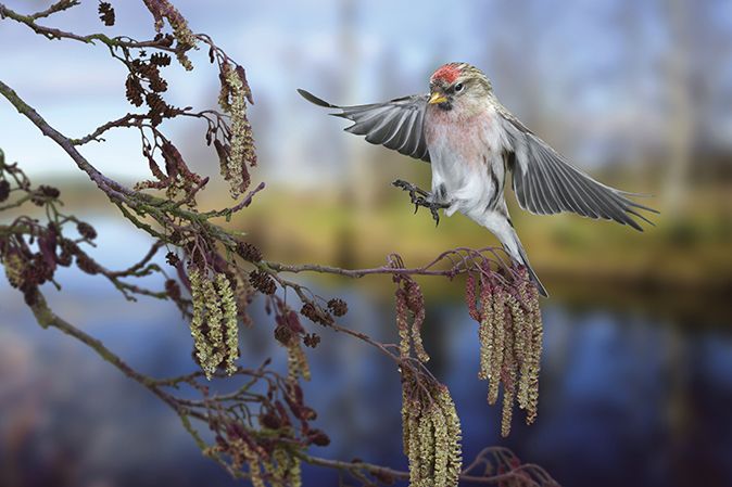 British finches: A simple guide | Country Life