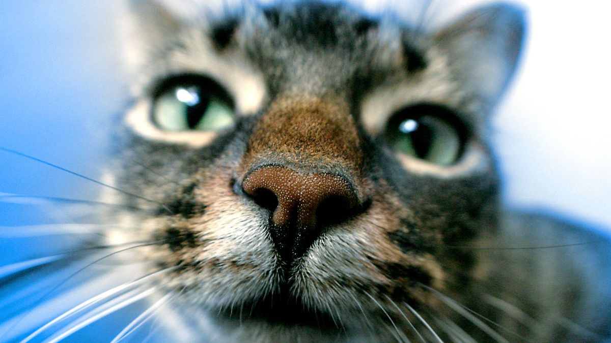 10 fascinating cat facts from an expert feline behaviorist | PetsRadar
