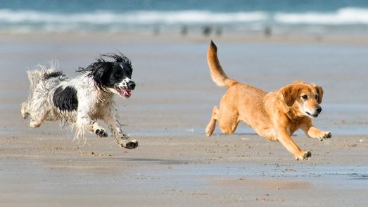 32 common dog behavior problems and solutions | PetsRadar