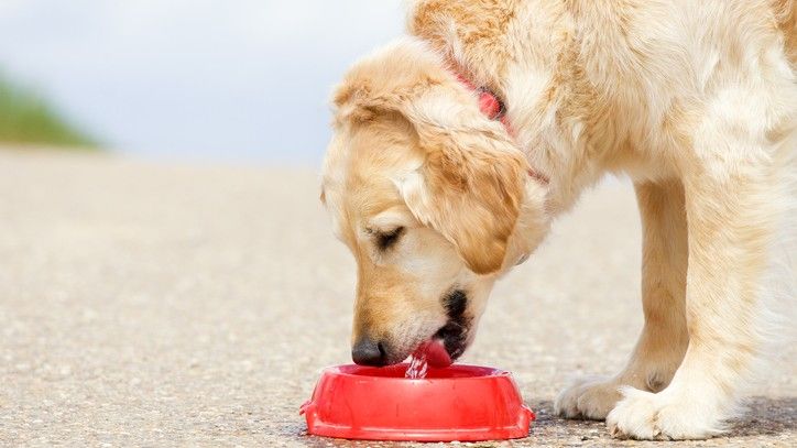 How to treat gastritis in dogs | PetsRadar
