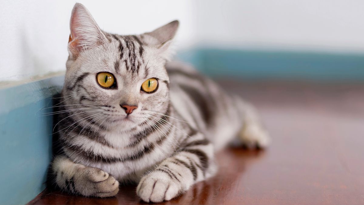 32 quietest cat breeds | PetsRadar
