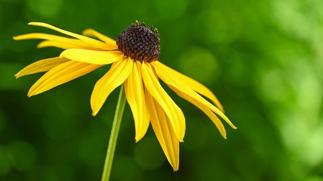 How to photograph flower close-ups in natural light | Digital Camera World