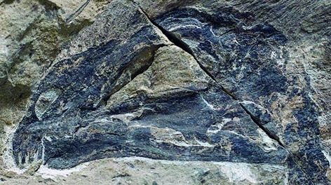 In Photos: Bizarre 'Bat Dinosaur' Discovered in China | Live Science