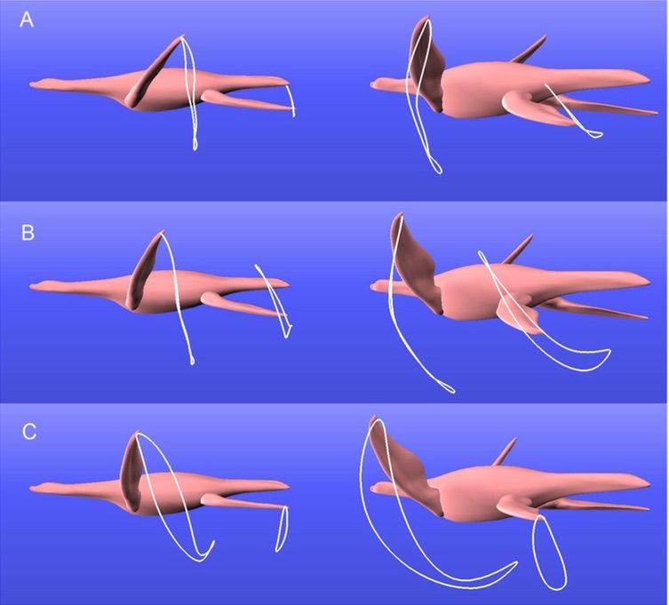 Ancient Marine Reptiles Flew Through the Water | Live Science