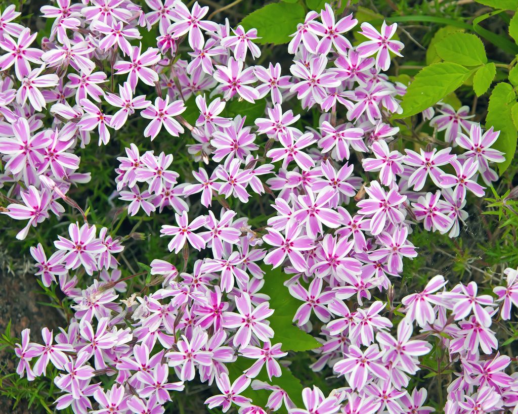 8 Fast-Growing Ground Cover Plants To Hide Bare Soil | Gardening Know How