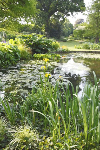 Rewilding – the latest garden trend – 10 ways to rewild your outdoor ...