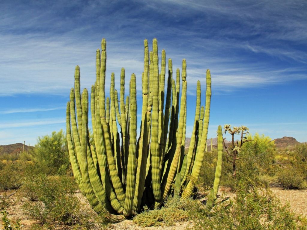 Information On Organ Pipe Cactus Care | Gardening Know How