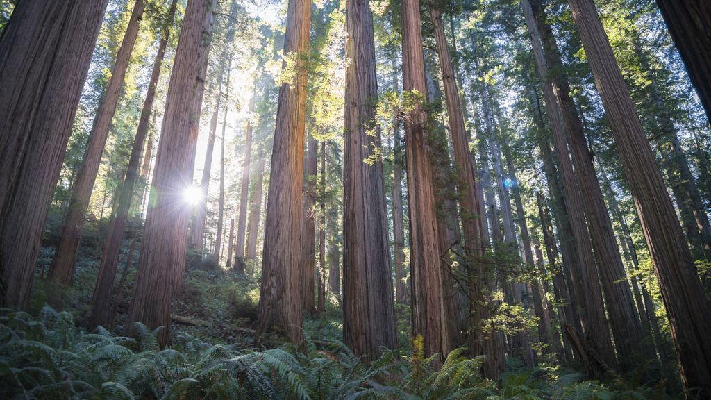 Best hikes in Redwood National Park: from tall trees to rugged ...