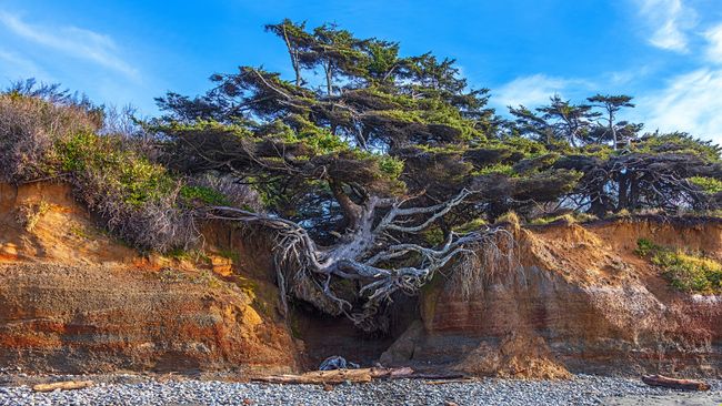 The Tree of Life at Olympic National Park is collapsing – and hikers ...
