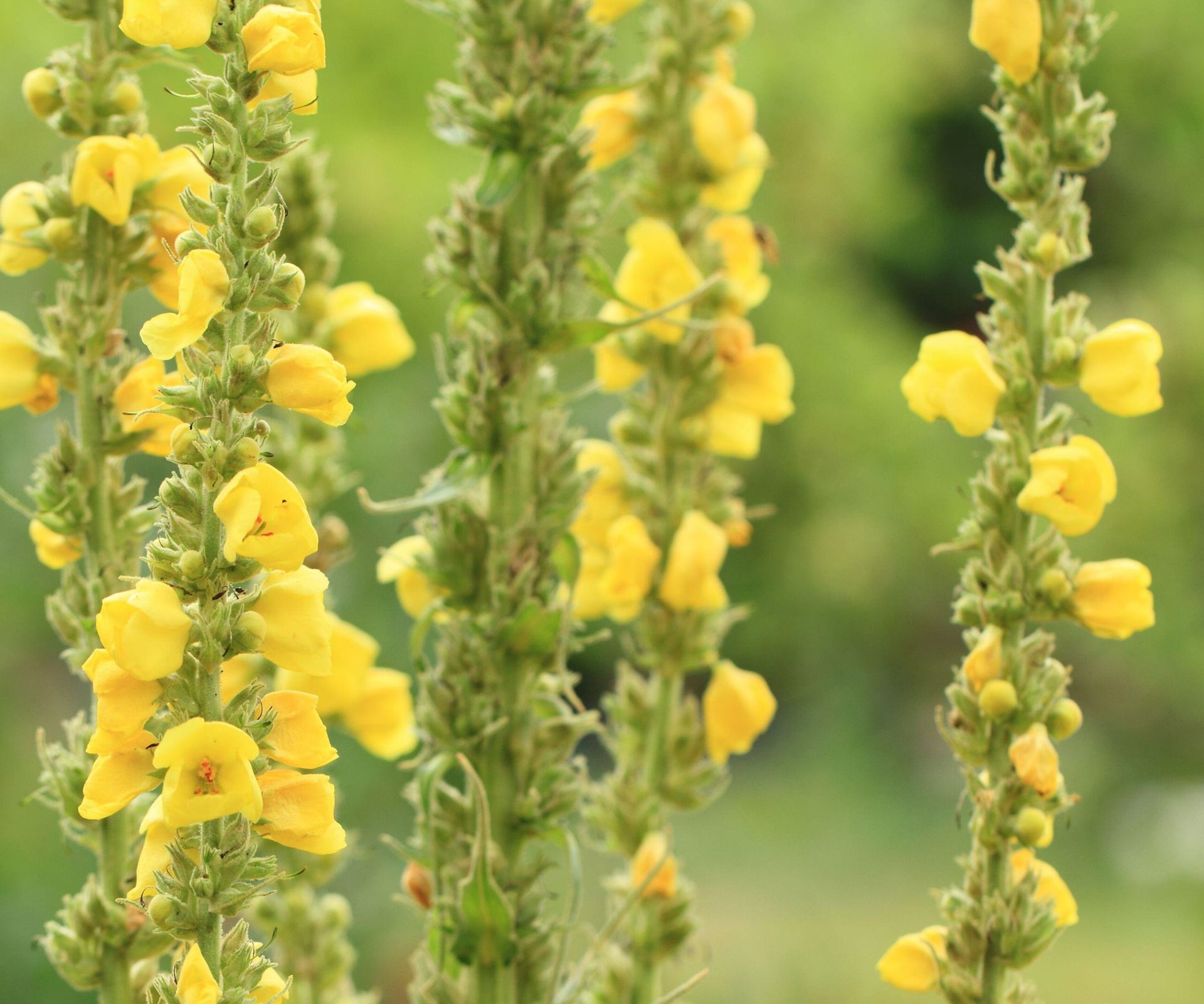 How to grow common mullein: simple steps for endless summer color ...