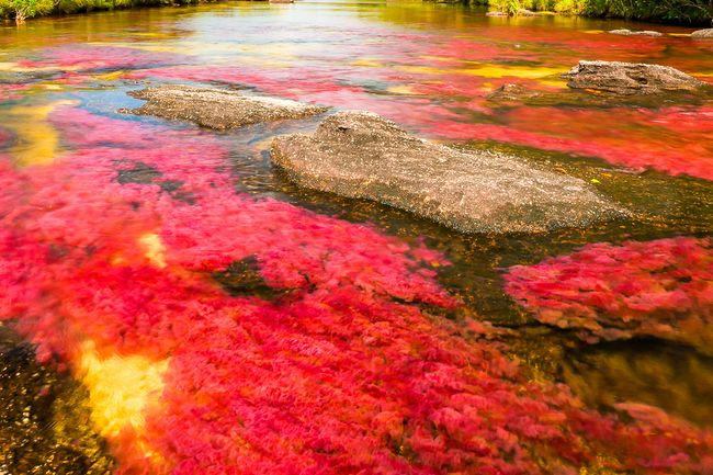 The Color of Blood: Here Are Nature's Reddest Reds (Photos) | Live Science