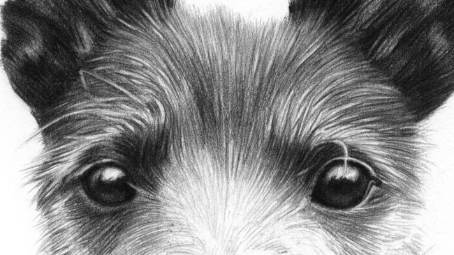 Draw a pencil portrait of a dog | Creative Bloq