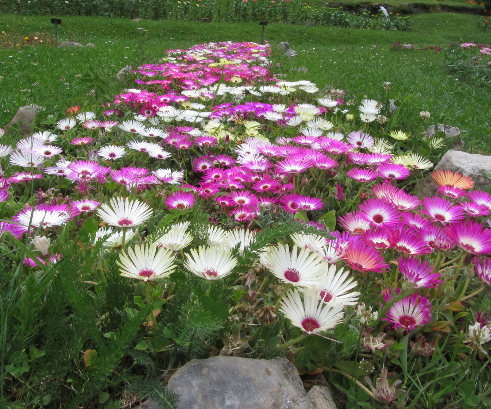 Livingstone Daisy Care: How To Grow Cleretum bellidiforme | Gardening ...