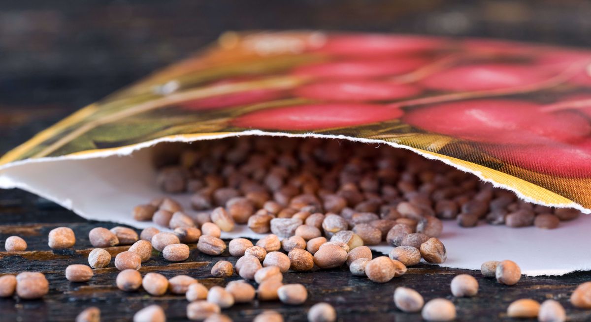7 tips for sowing seeds outdoors this spring for a blooming garden ...
