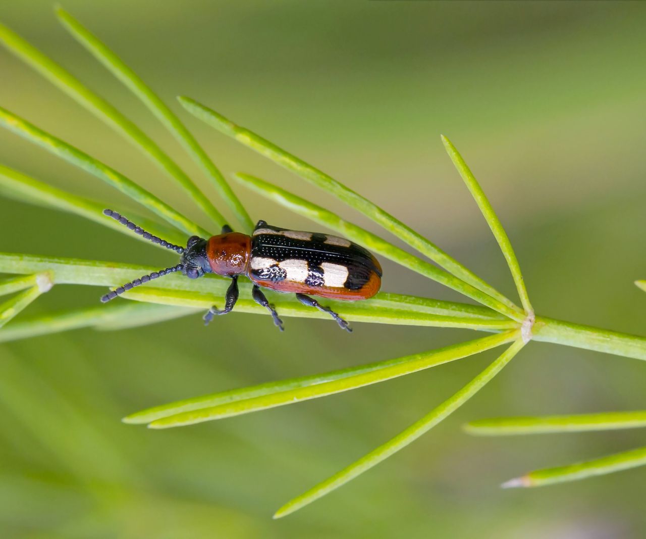 How to control asparagus beetle - expert tips | Homes and Gardens