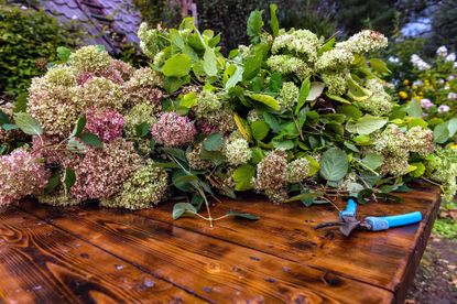 Should I cut back hydrangeas in the fall? Expert advice for perfect blooms | Homes and Gardens
