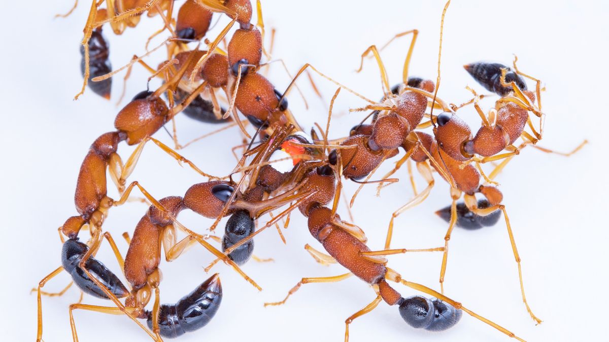 To become queen, these ants shrink their brains and balloon their ...