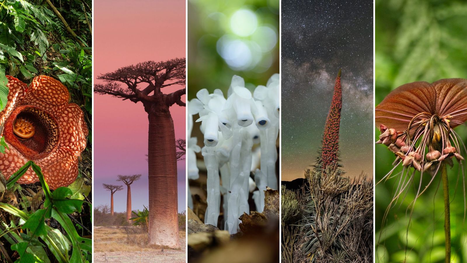 32 where you can find the world's most impressive plant life | Woman & Home