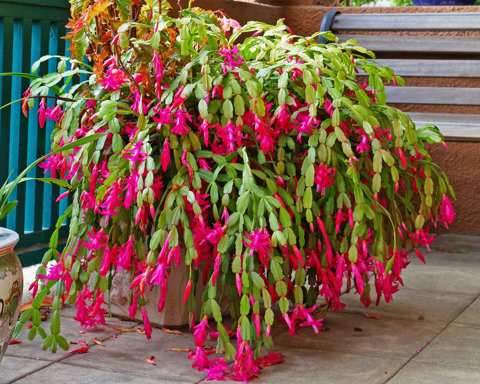 How To Prune A Christmas Cactus: Trimming For Healthy Growth ...