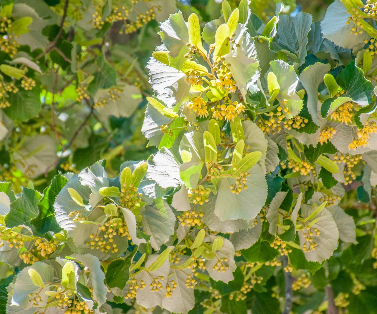 5 Tough Urban Trees That Thrive In City Landscapes | Gardening Know How