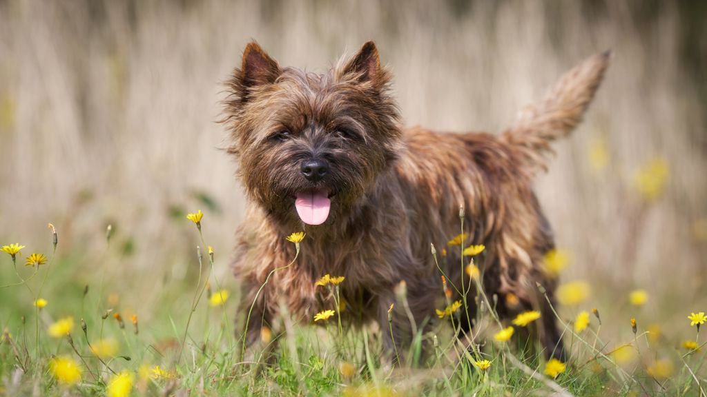 32 dog breeds for every zodiac sign | PetsRadar