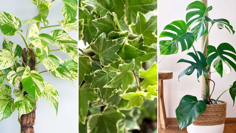 Best pest-repellent plants: 10 ways to deter pesky bugs | Homes & Gardens