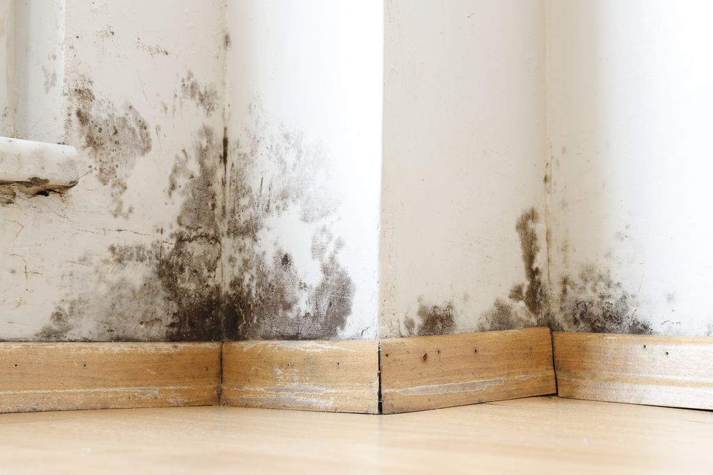 How to spot wet rot — plus how to treat it | Homebuilding