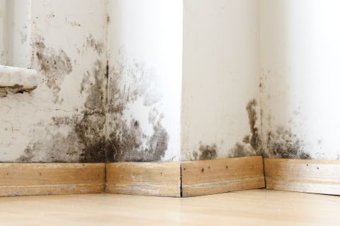 How to spot wet rot — plus how to treat it | Homebuilding