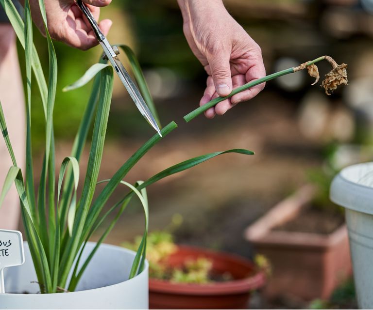 How to spruce up spring containers for summer: 5 ideas | Homes and Gardens